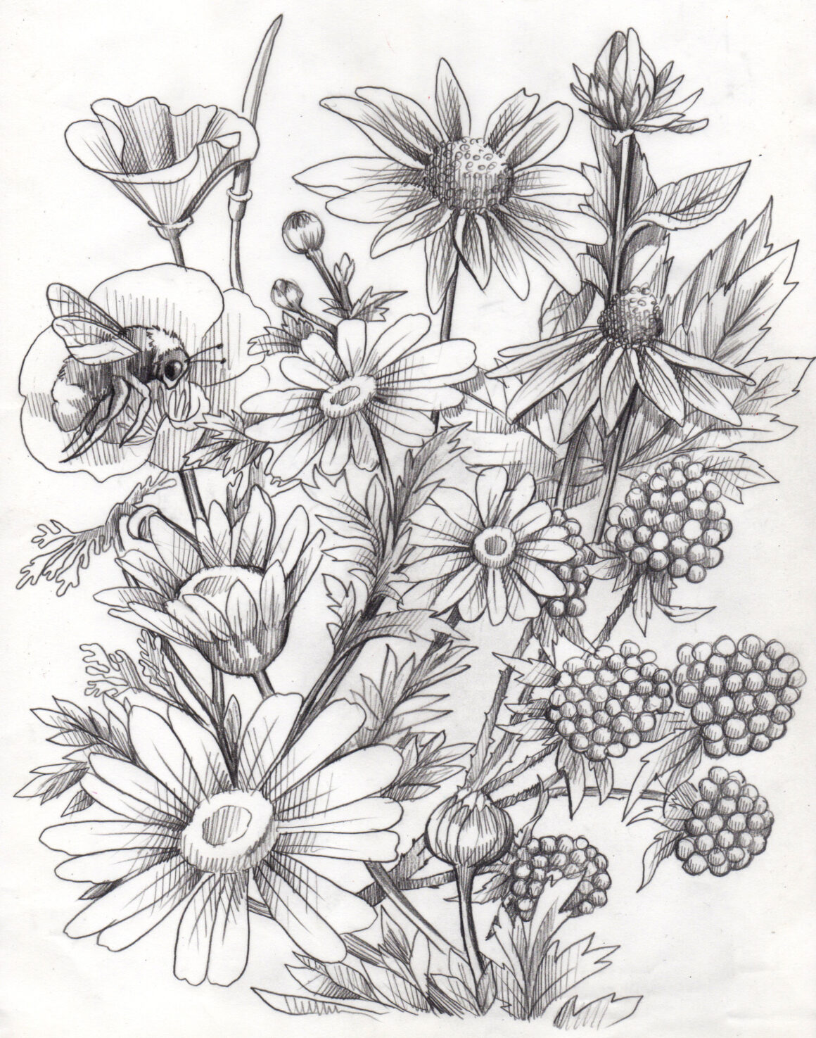 Wildflower Sketch » 111 Minna Gallery & Event Space